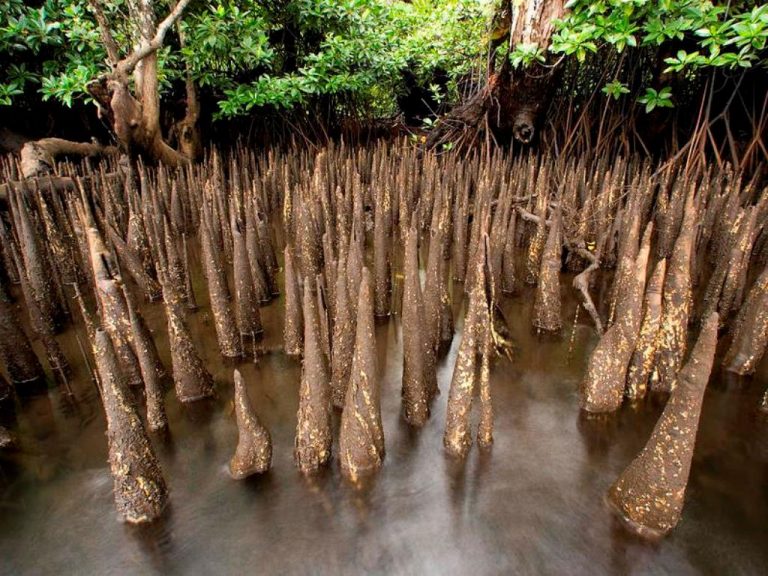 Tujuh Tipe Akar Mangrove yang Wajib Anda Ketahui – MANGROVEMAGZ.COM