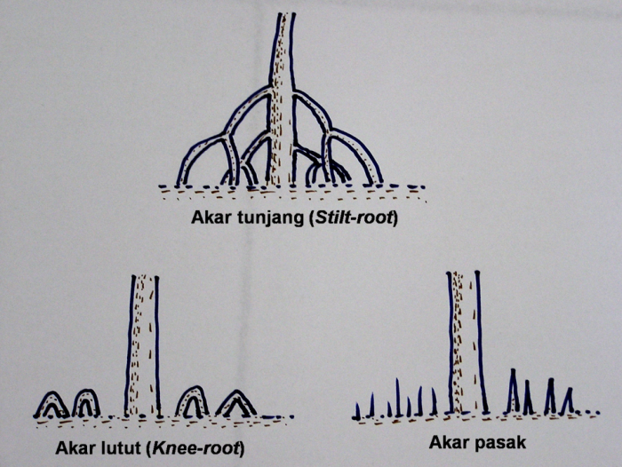 Tujuh Tipe Akar Mangrove yang Wajib Anda Ketahui – MANGROVEMAGZ.COM