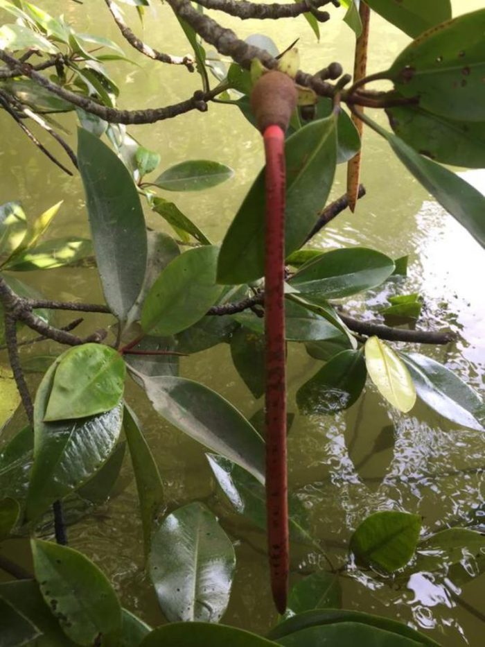 Inilah Fakta Sebenarnya Kenapa Propagul Rhizophora Jadi Albino ...