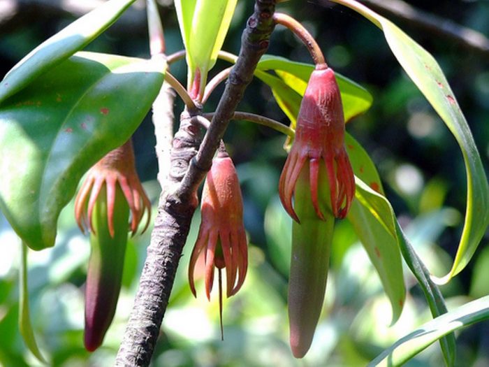 Potensi Buah Mangrove Sebagai Alternatif Sumber Pangan – MANGROVEMAGZ.COM